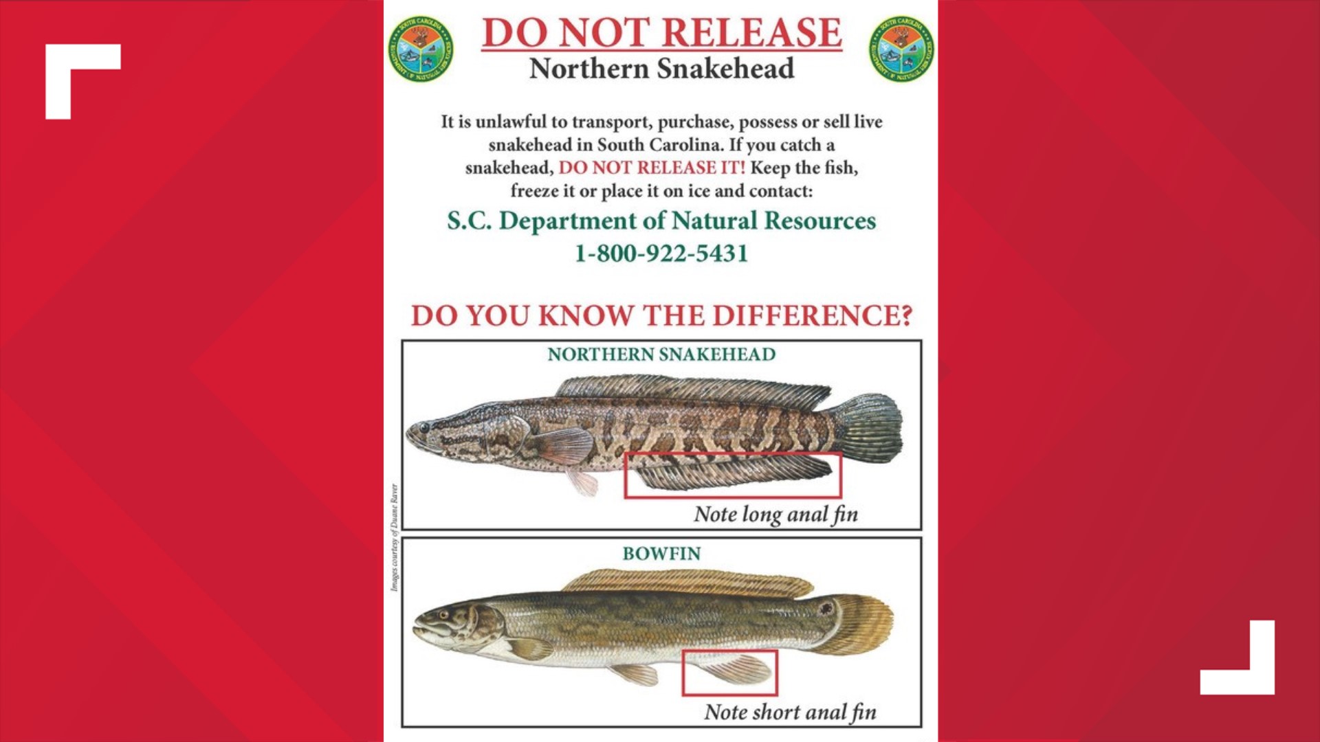 SCDNR: S.C. anglers should kill invasive snakehead if caught | wltx.com