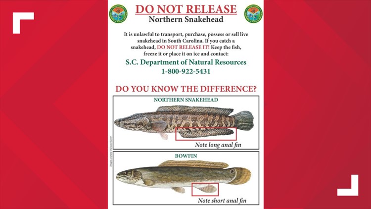 SCDNR: S.C. anglers should kill invasive snakehead if caught | wltx.com