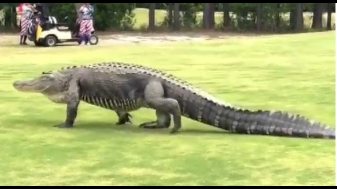 Giant Gator Takes Stroll On Lowcountry Golf Course | wltx.com
