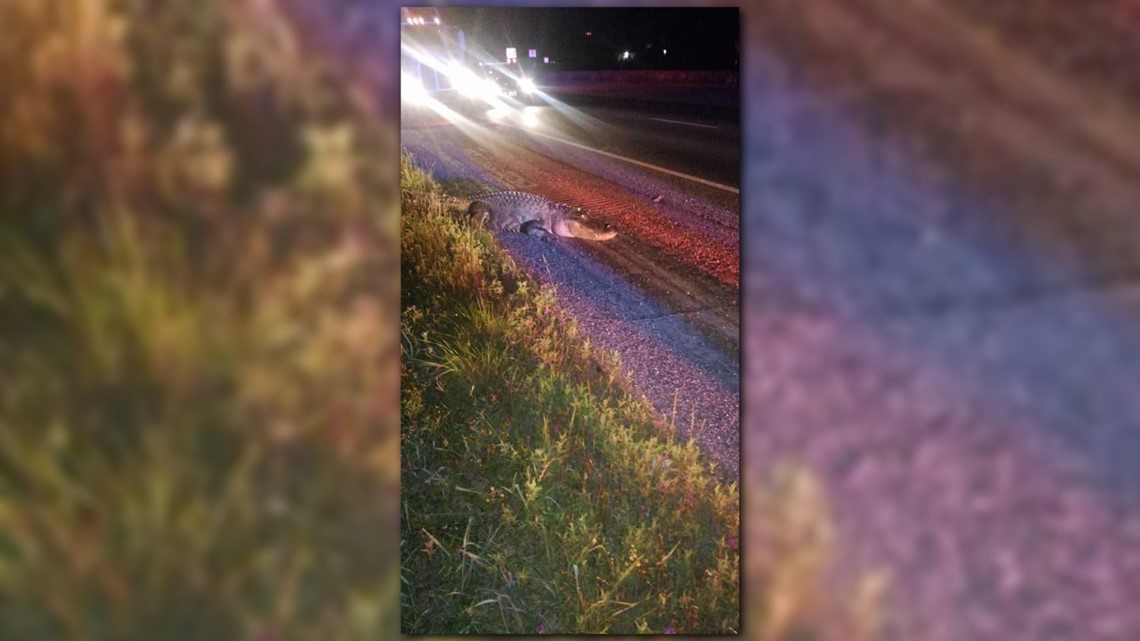 LOOK: Nearly 12-Foot Gator Holds Up Traffic on Texas Highway | wltx.com