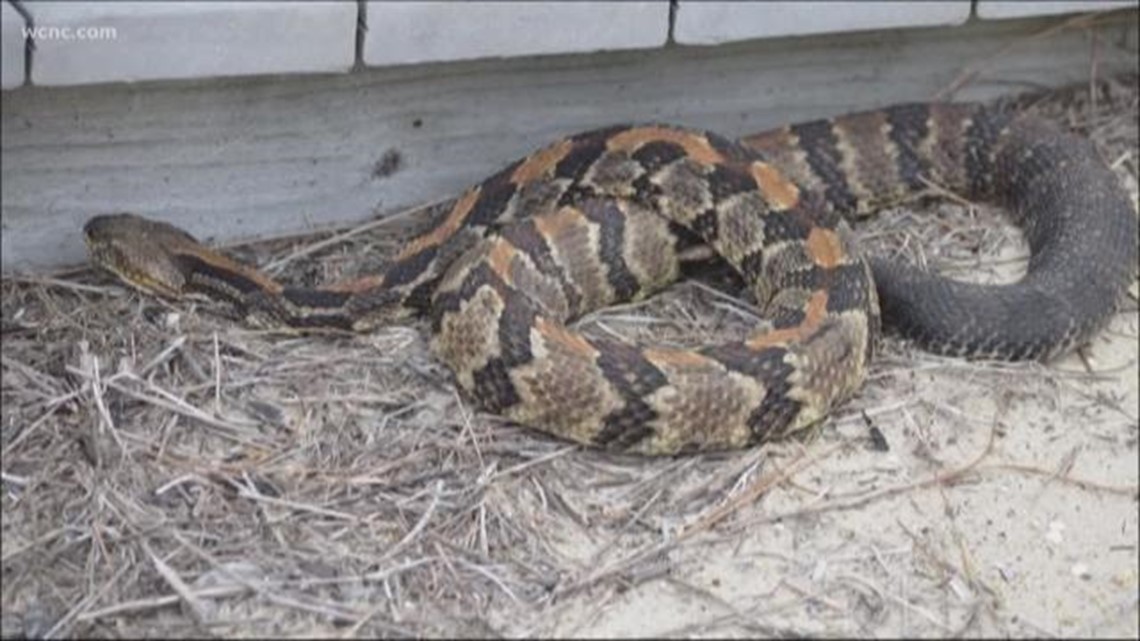 Snake & Shark Sightings on the Rise Across the Carolinas | wltx.com
