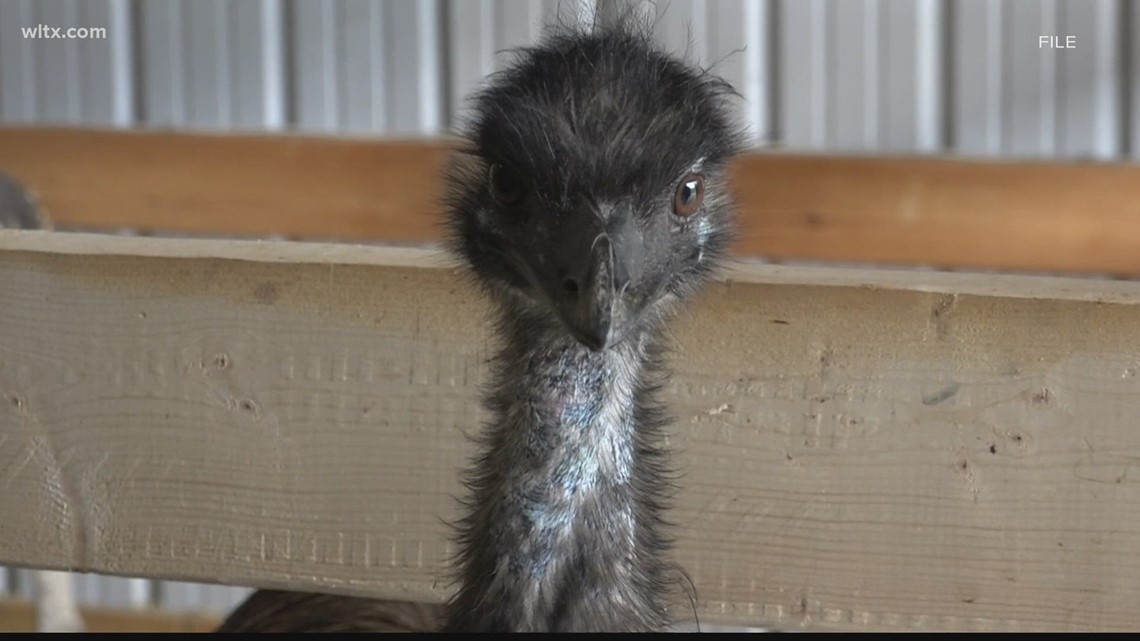 Emu on the run in Swansea | wltx.com