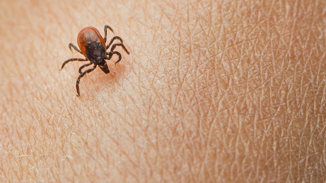 Tips to Fight Off Ticks | wltx.com