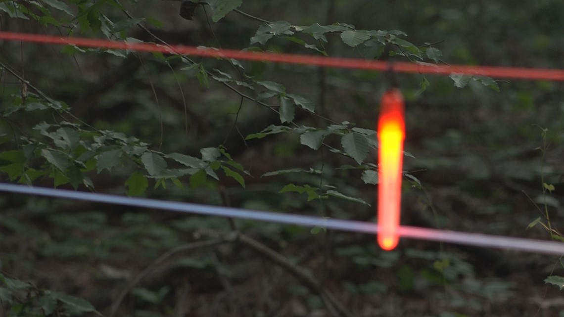 Synchronized Fireflies Light Up Congaree National Park | wltx.com