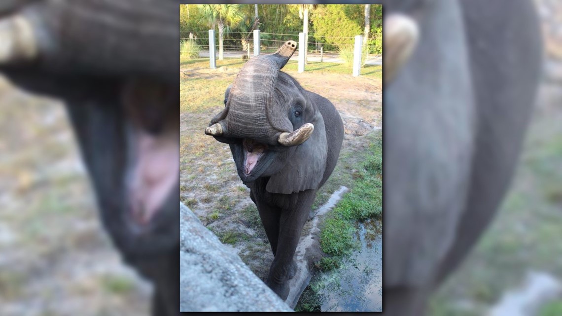 Elephant From Michael Jackson’s Neverland Ranch Briefly Escapes ...