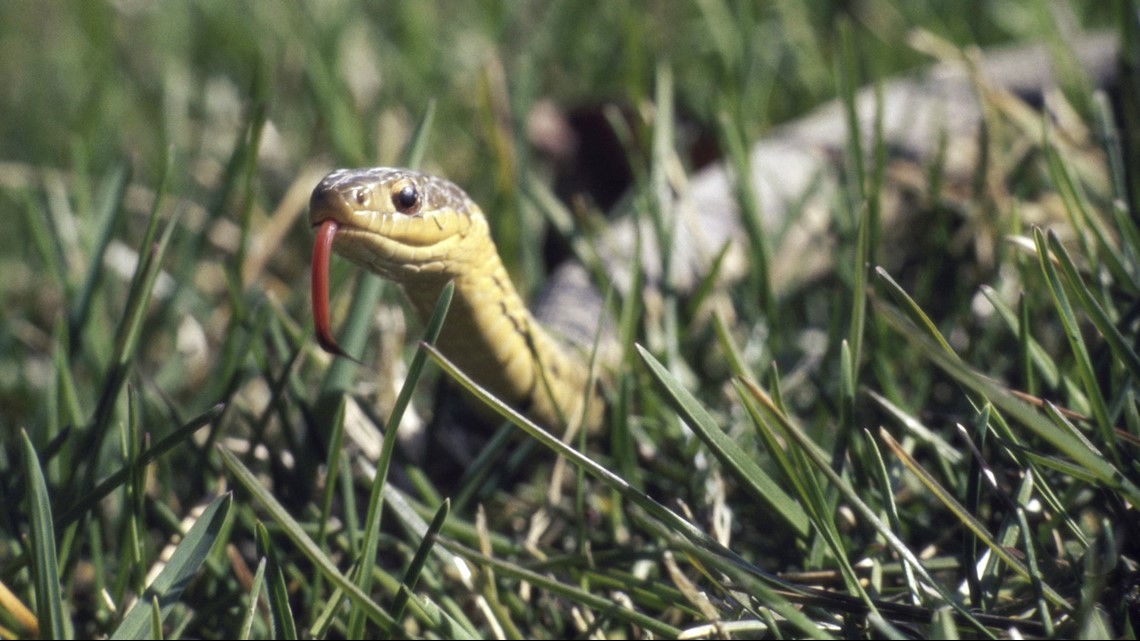 Scientists say they've found the female snake's sex organ | wltx.com