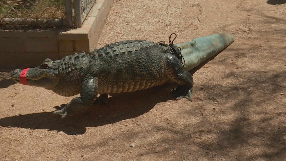 Prosthetic Tail Created for Alligator Using Hollywood Magic | wltx.com
