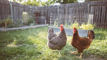 How to Prepare Chickens for a Hurricane: Don't Just Wing It! | wltx.com