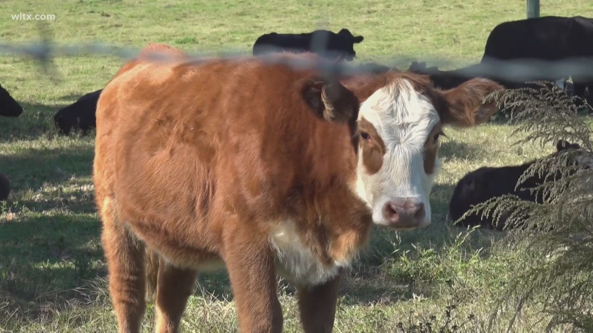 South Carolina cattle farmers concerned over proposed beef imports from ...