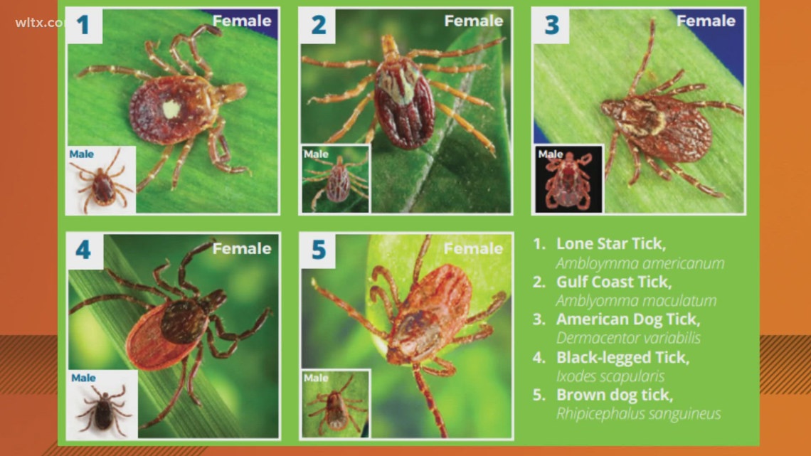 Tips to protect yourself from ticks | wltx.com