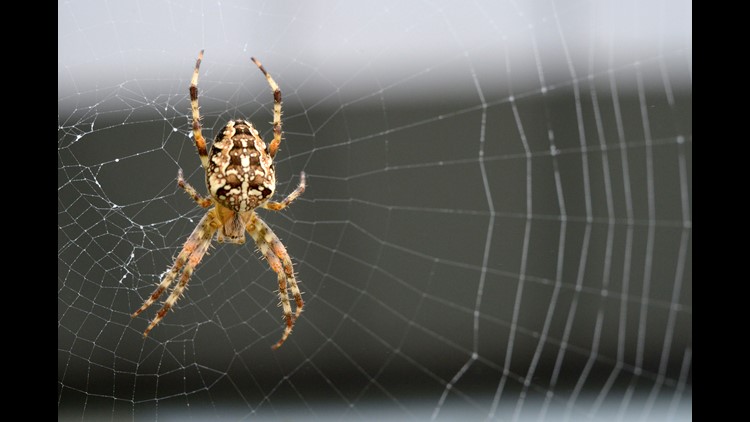 Abnormal Weather Means More Spiders | wltx.com