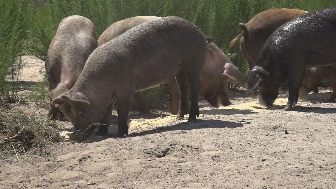 'Rabies In Cattle Is Rare' SC Farmers Aren't Required to Vaccinate for ...