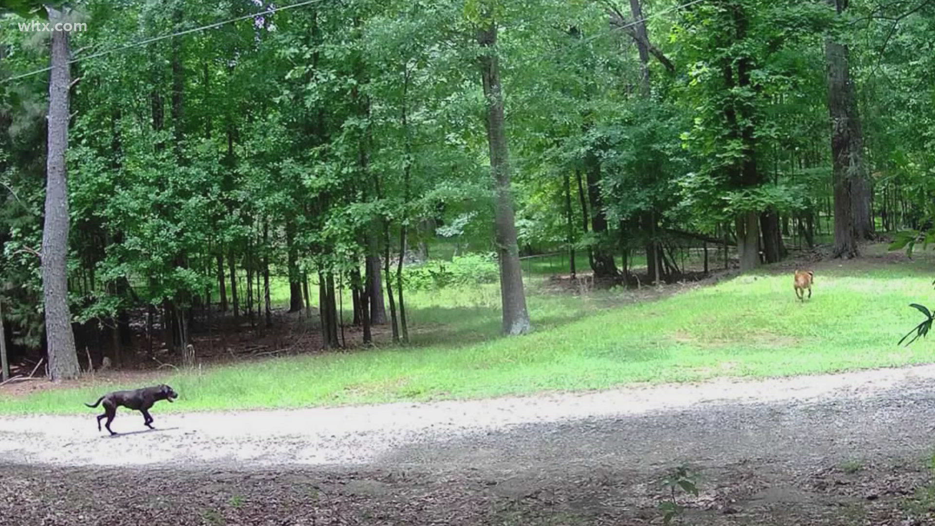 Harbison State Forest closure extended as new dog photos released | wltx.com