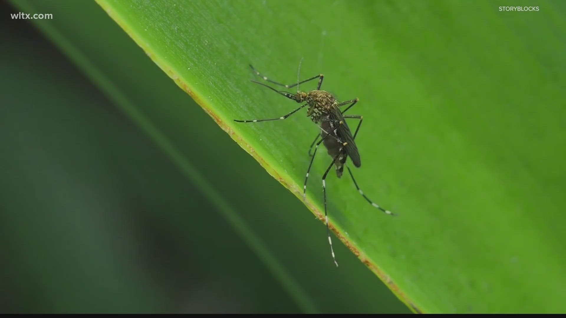 Mosquitoes: Fast facts about the world’s deadliest animal | wltx.com