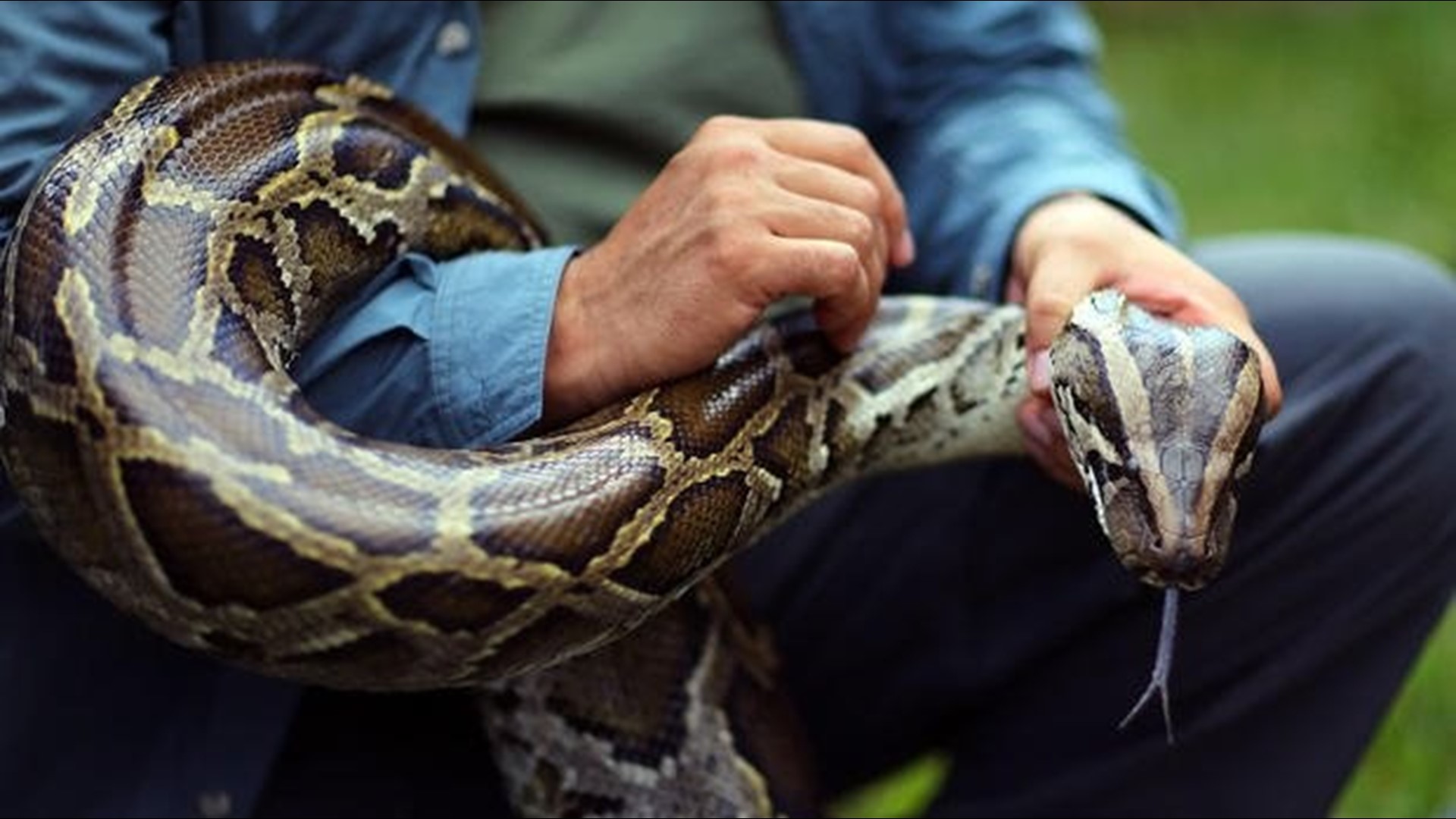 Burmese python invasion in Florida a hidden legacy of Hurricane Andrew ...