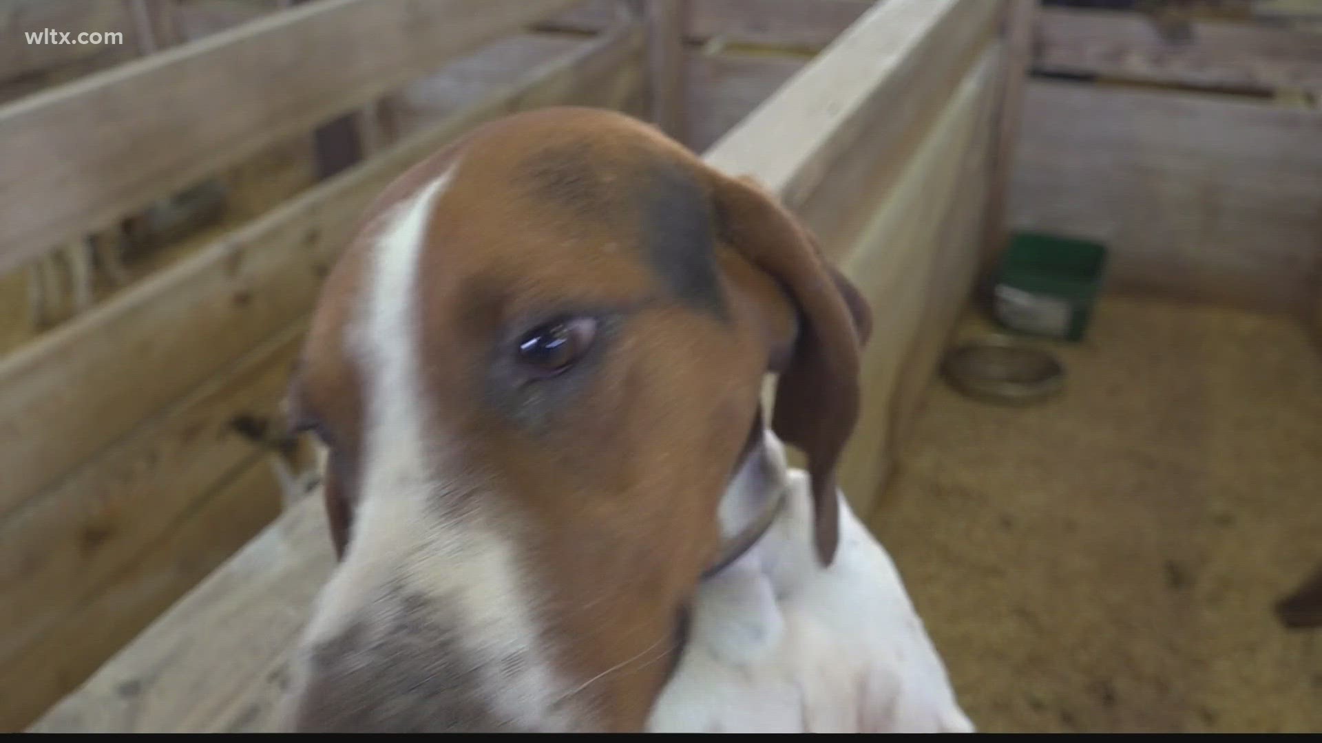Great American Coon Hunt held in Orangeburg | wltx.com