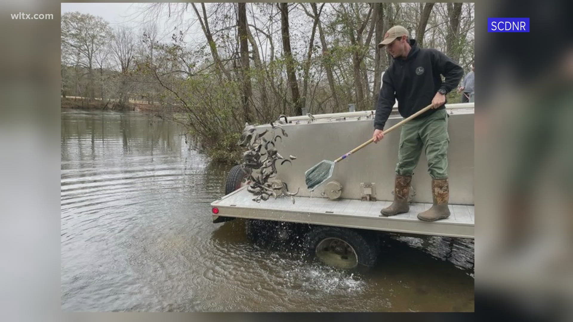 South Carolina stocks trout in Lower Saluda River for fishing and ...