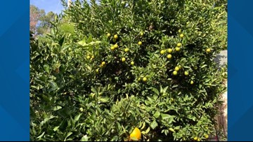 How to grow citrus outdoors in South Carolina | wltx.com