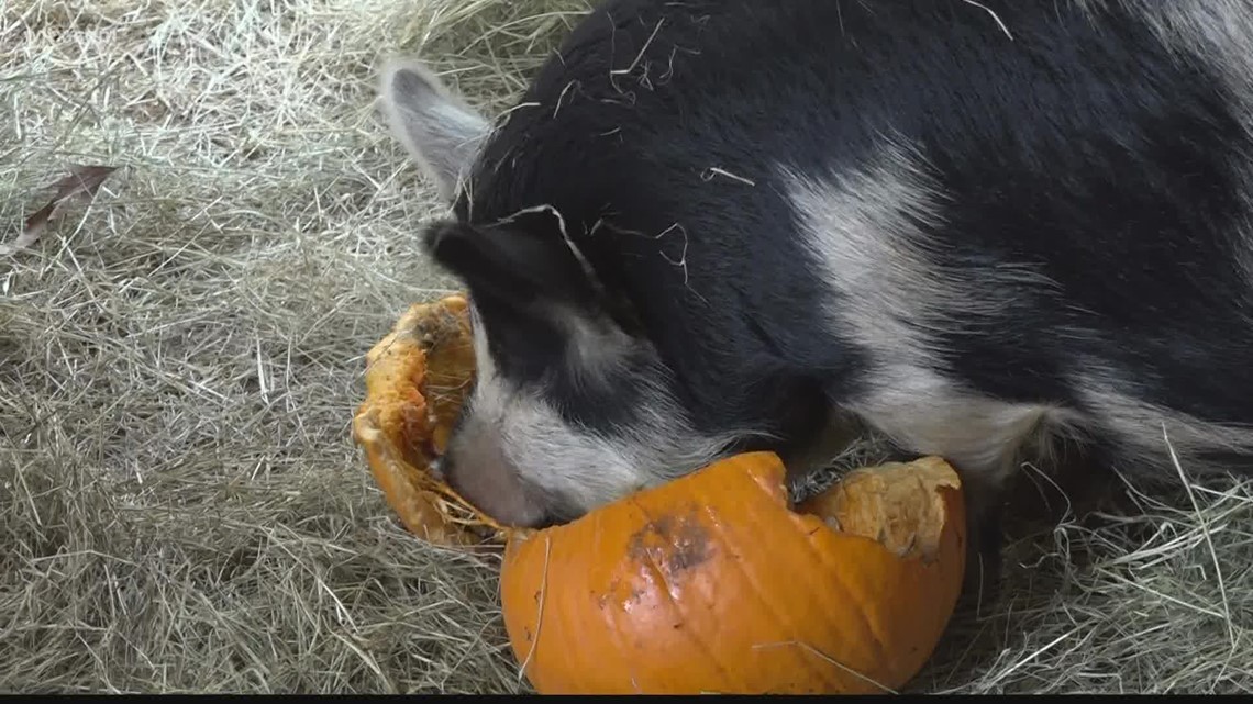 What should you do with old pumpkins? Here's how to keep them out of ...