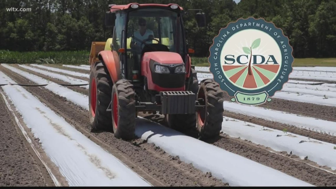 Over $600,000 awarded to SC Dept. of Agriculture for 12 projects | wltx.com