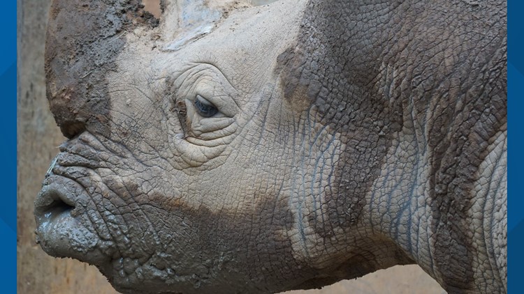 Columbia Zoo welcomes new rhino, Bill | wltx.com