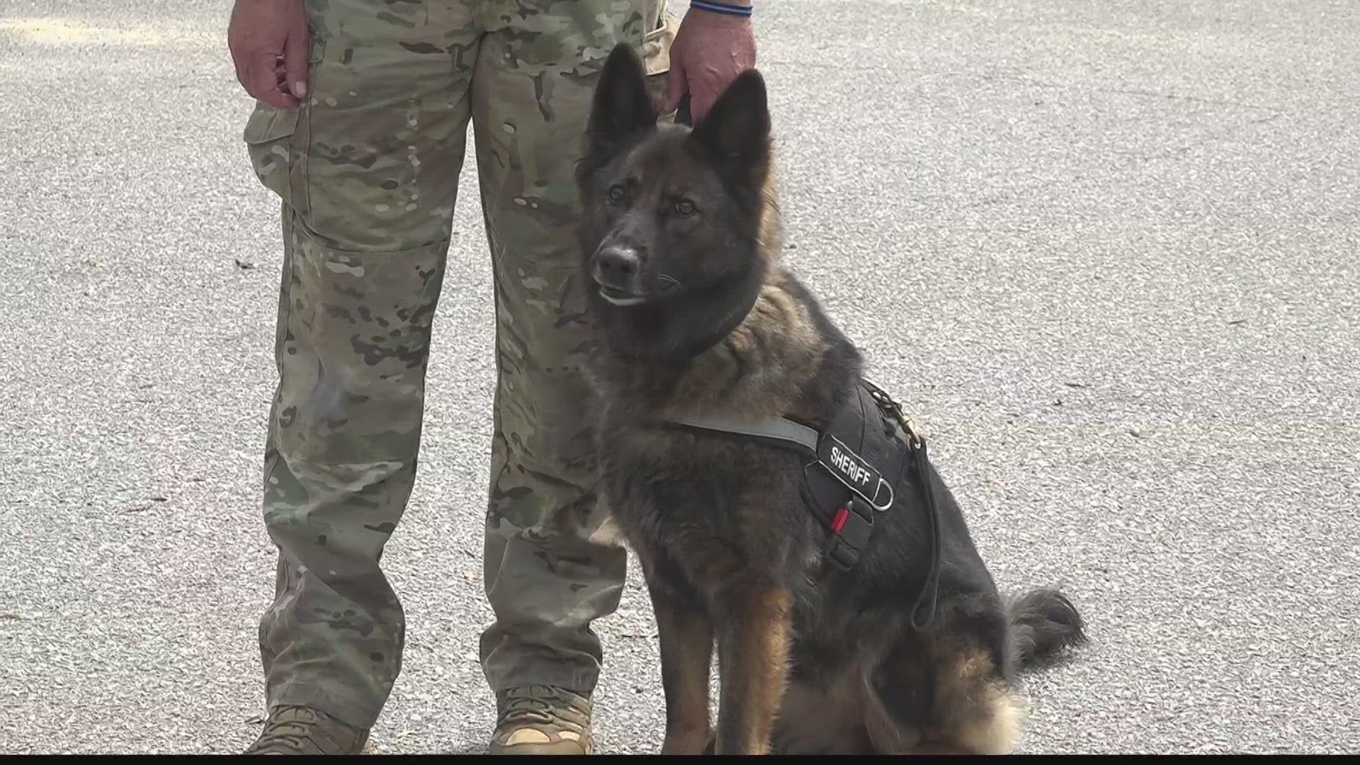 Willie Williams found alive because of Richland County K9 Shadow | wltx.com