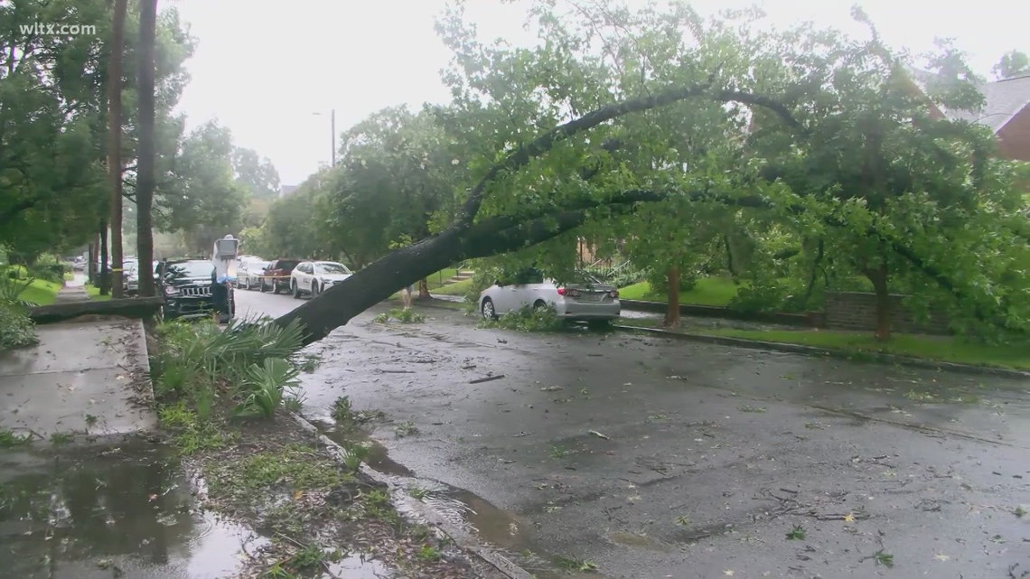 Rain from Tropical Storm Debby could cause havoc with trees | wltx.com