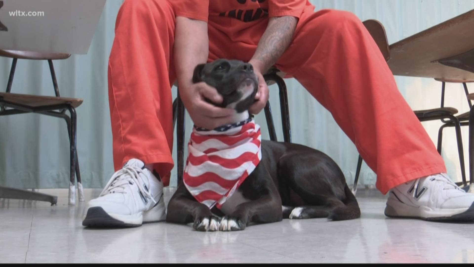 South Carolina inmates participate in dog rescue program | wltx.com