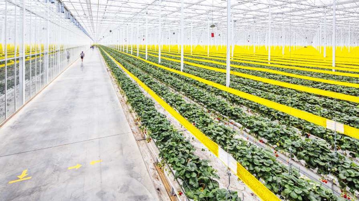 High tech farming coming to Hampton County, SC, creates 1500 jobs ...