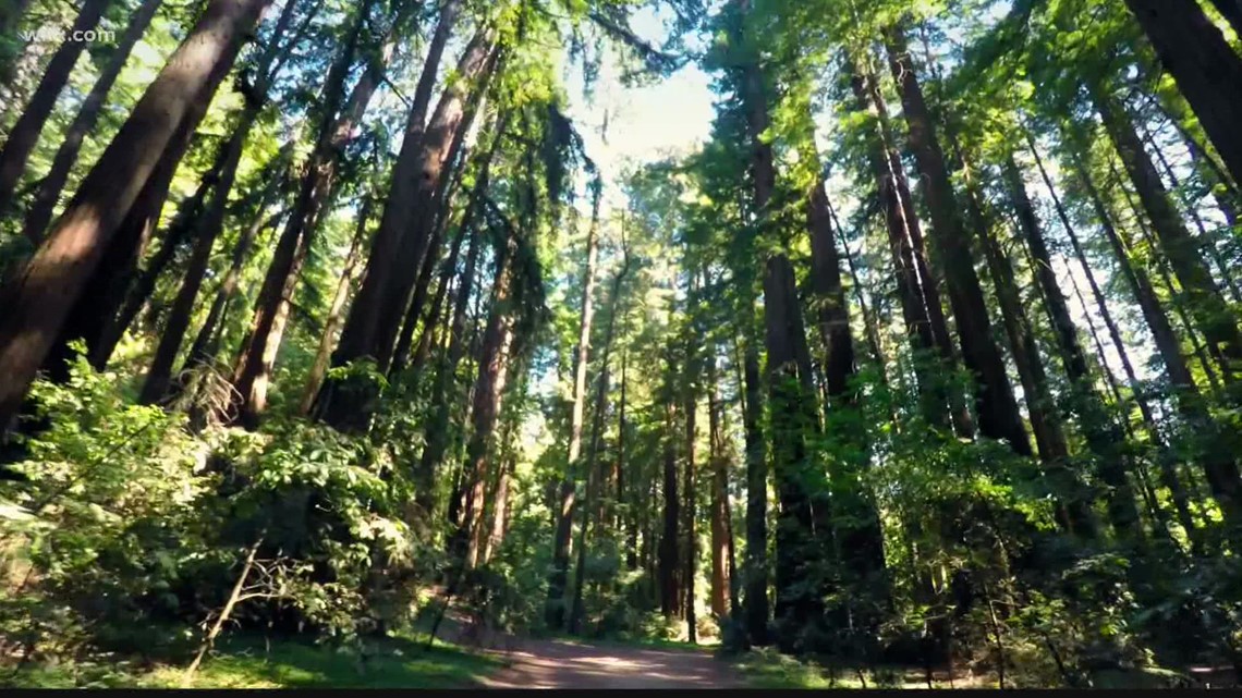 President Biden unveils new executive order to help protect forests ... President Biden unveils new executive order to help protect forests ...