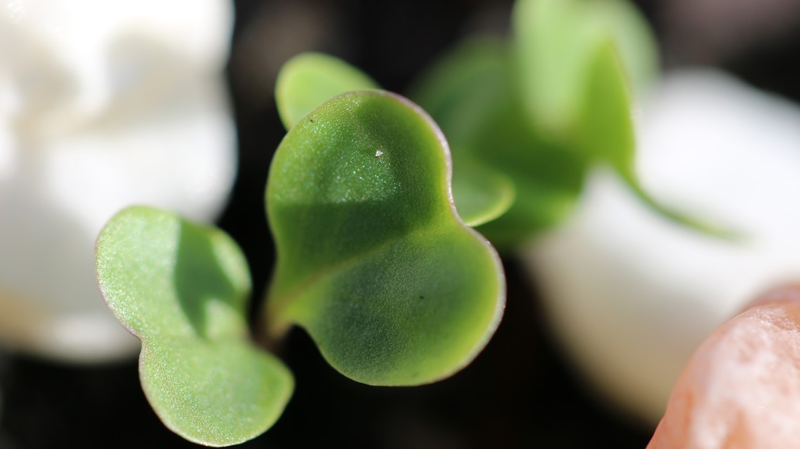 January weather 'tricked' plants into thinking it was spring | wltx.com