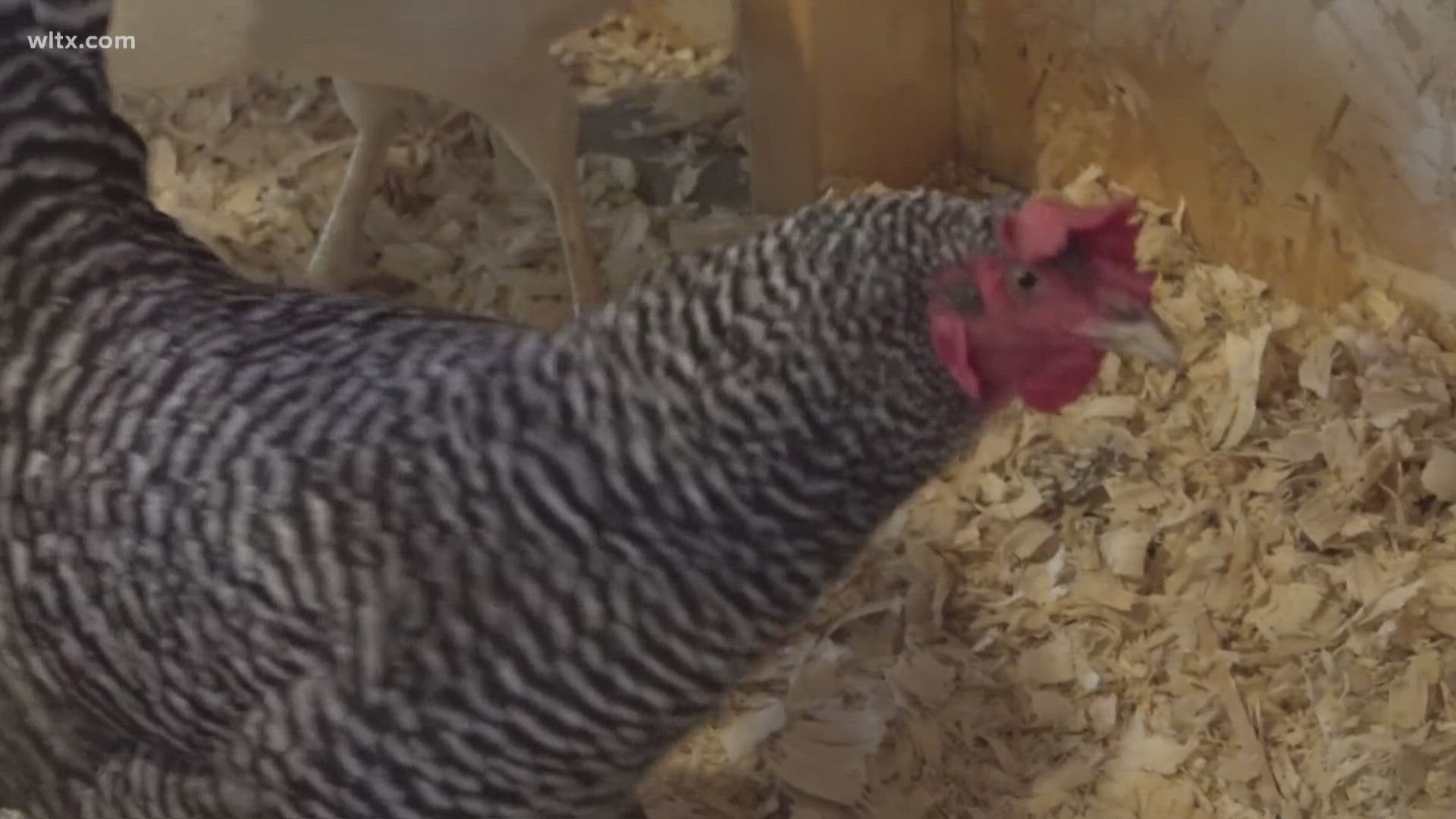 Orangeburg updates animal control laws after 50 years; restricts ...