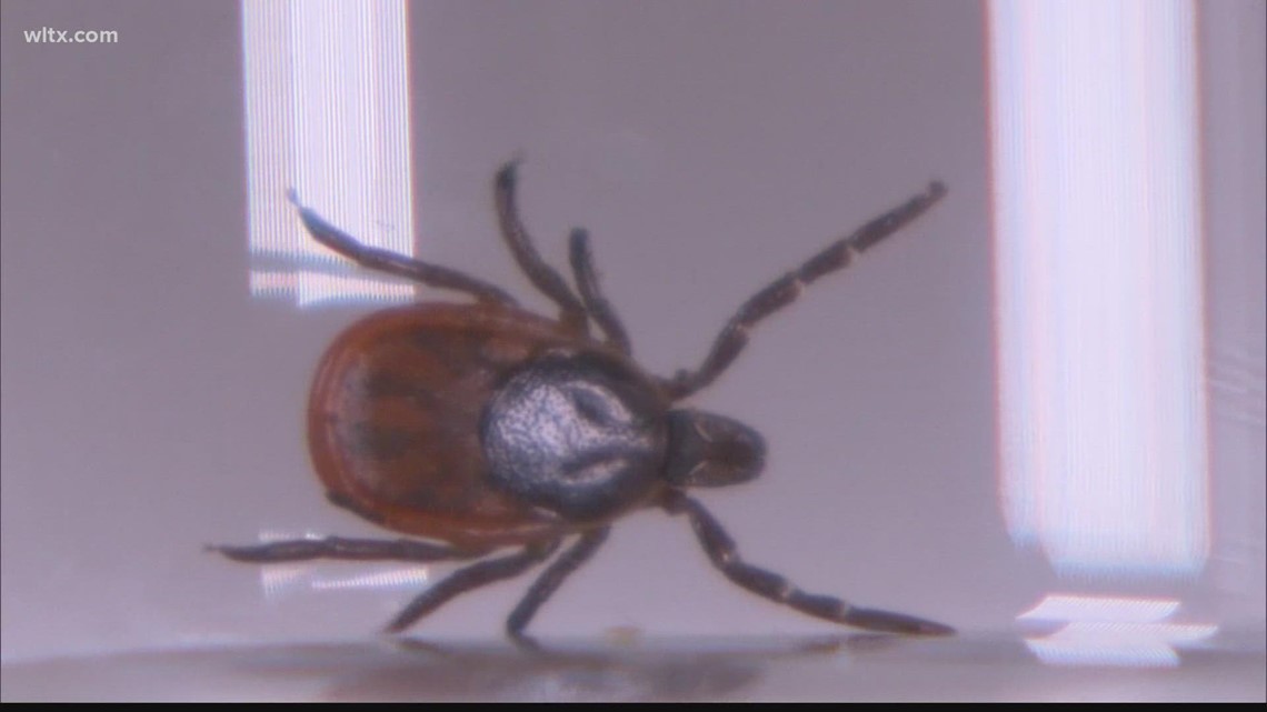 Ticks are biting year round in South Carolina | wltx.com