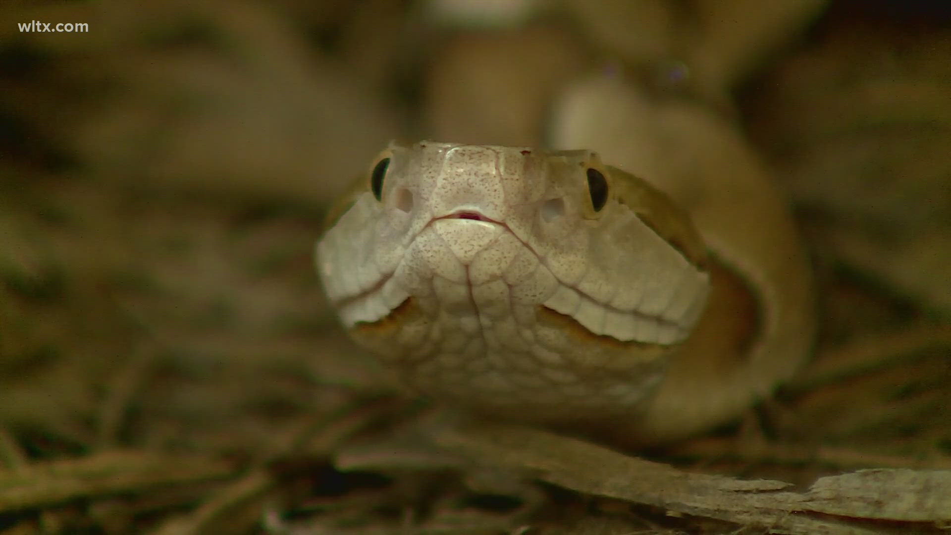 Copperhead sightings surge in August as snakes become more active | wltx.com