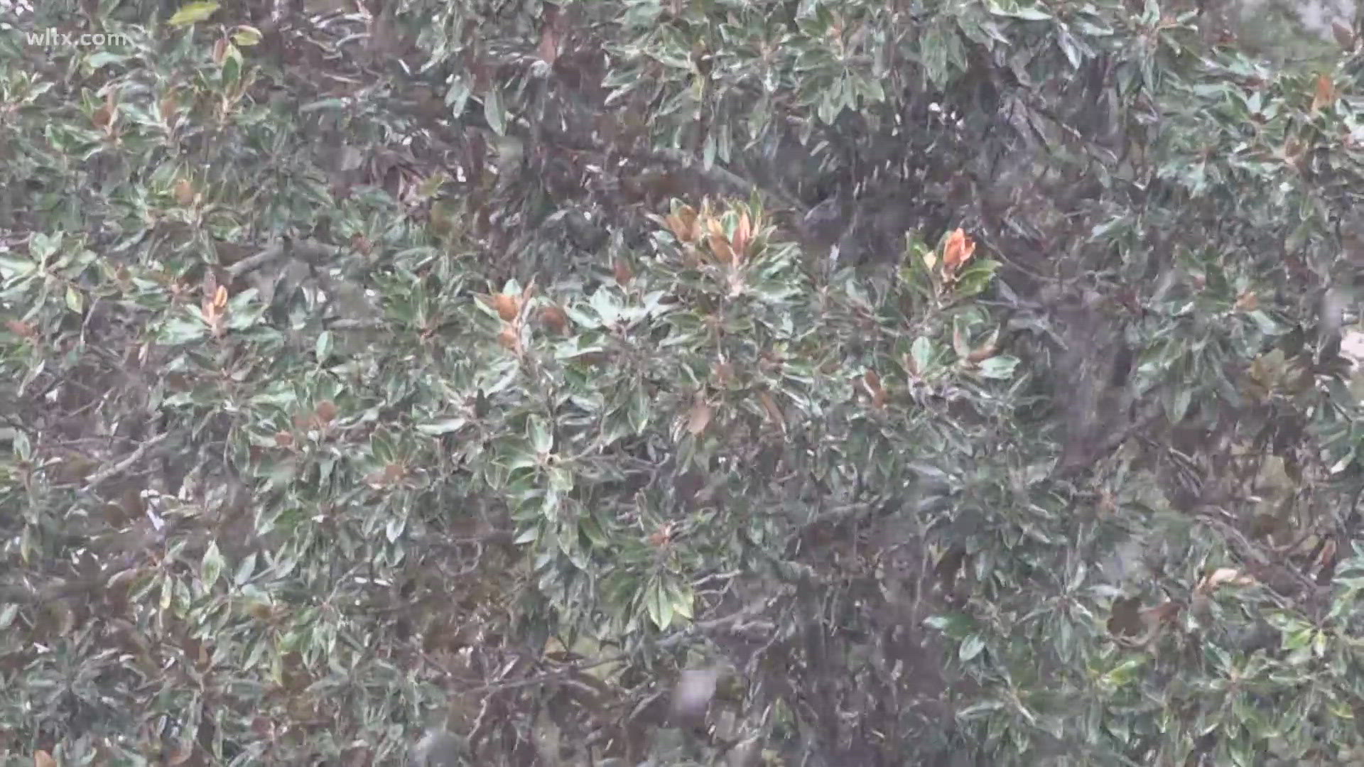 Richland County SC National Guard activacted | wltx.com