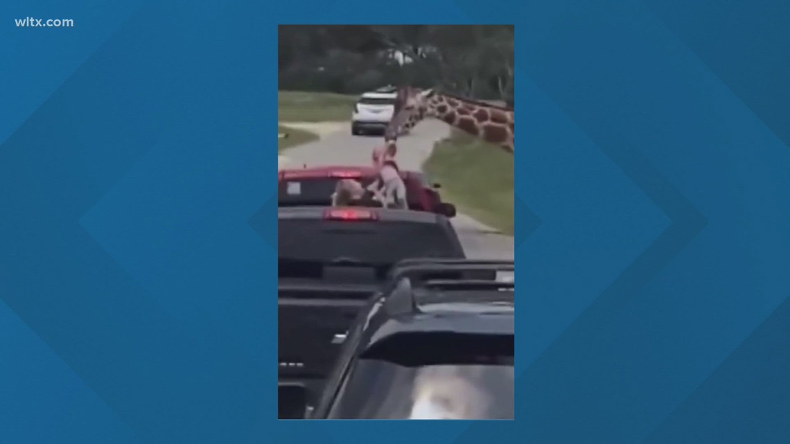Giraffe picks up kid in pickup truck | wltx.com