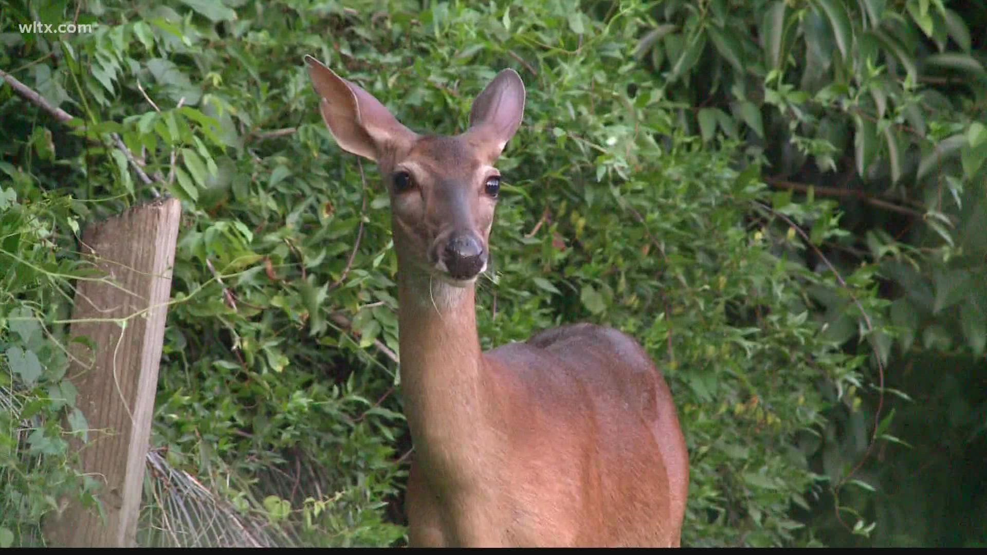 Waiting For A Deer Tag In SC Here s How SCDNR Is Working To Help 