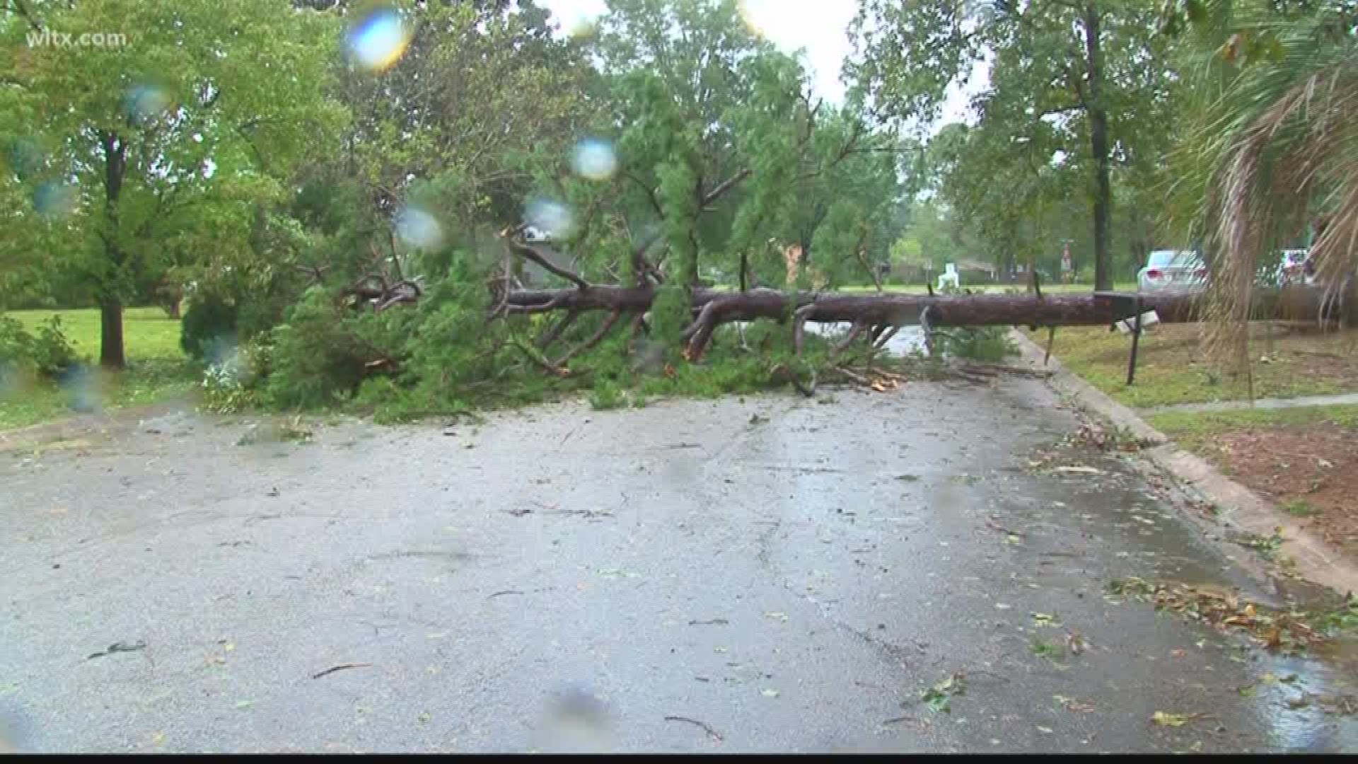 Rain Soaked Ground Causing Problems With Trees | wltx.com