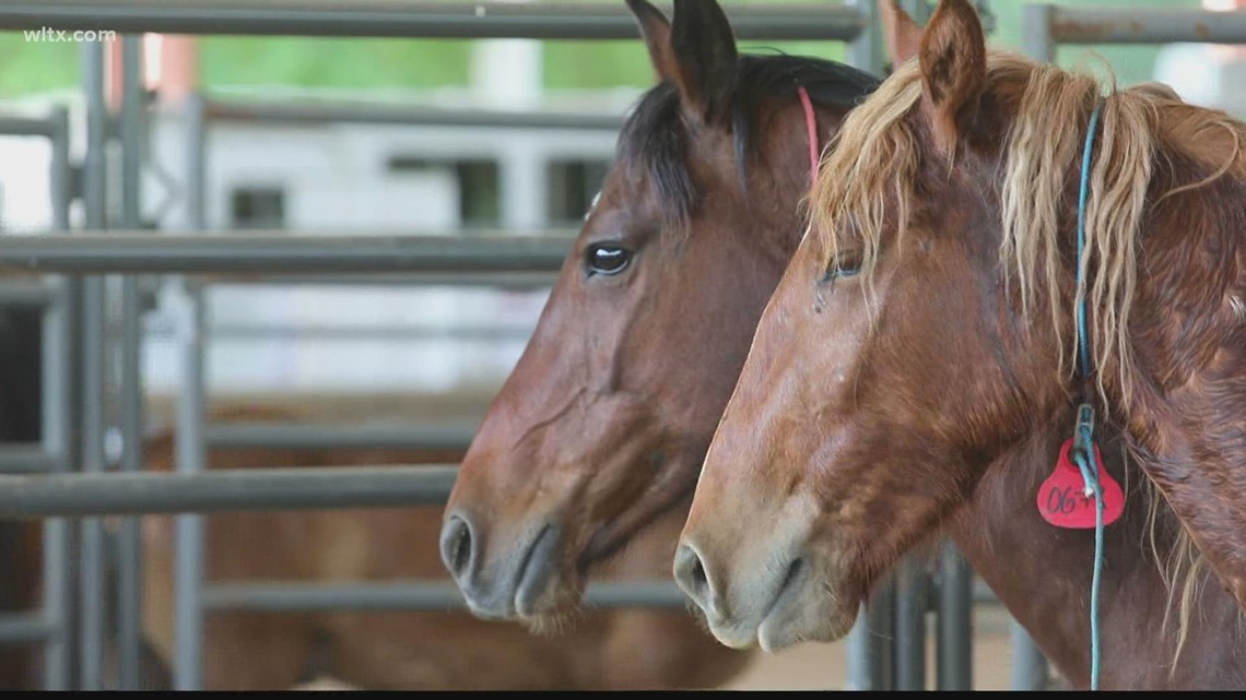 You could adopt a wild mustang or burro in West Columbia | wltx.com