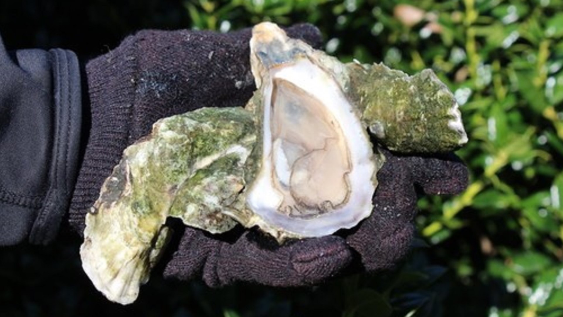 South Carolina shellfish season set to open Sept. 28 | wltx.com