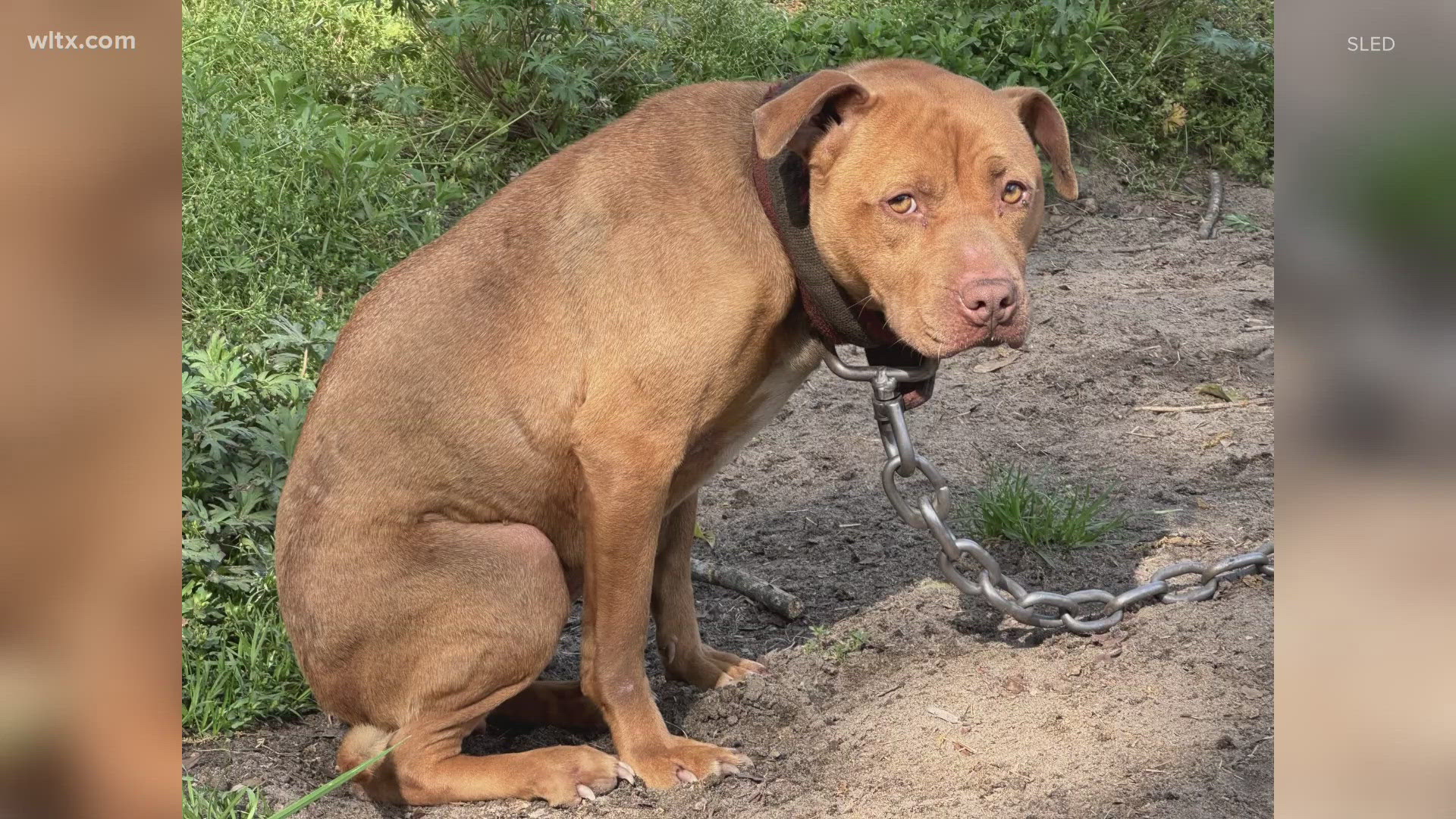 South Carolina tackles growing dog fighting issue | wltx.com