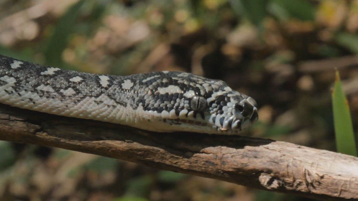 Snakes are back out and its important to know what to do when you see ...