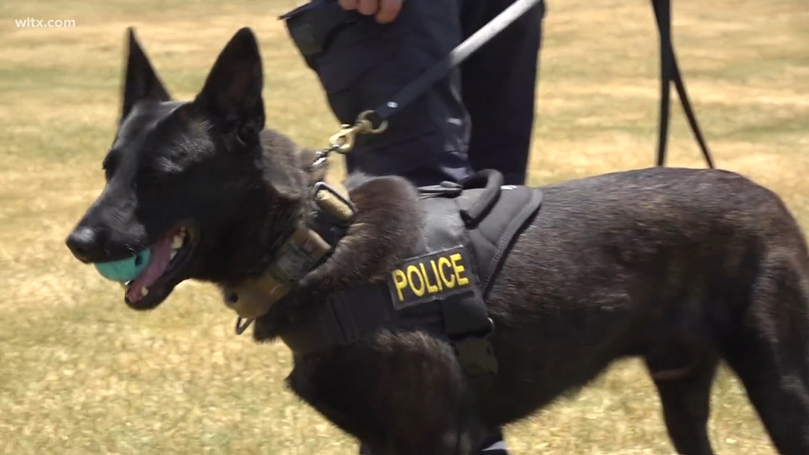 Columbia K-9 recovering after snake bite during suspect chase | wltx.com