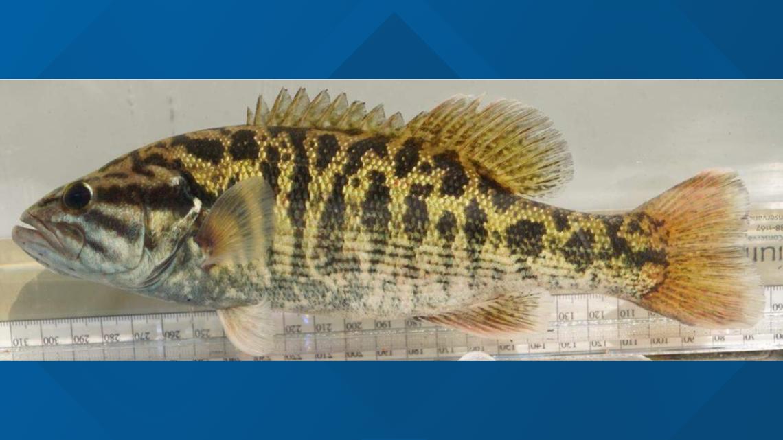 Bartram’s Bass discovered in Savannah River system, scientists confirm ...