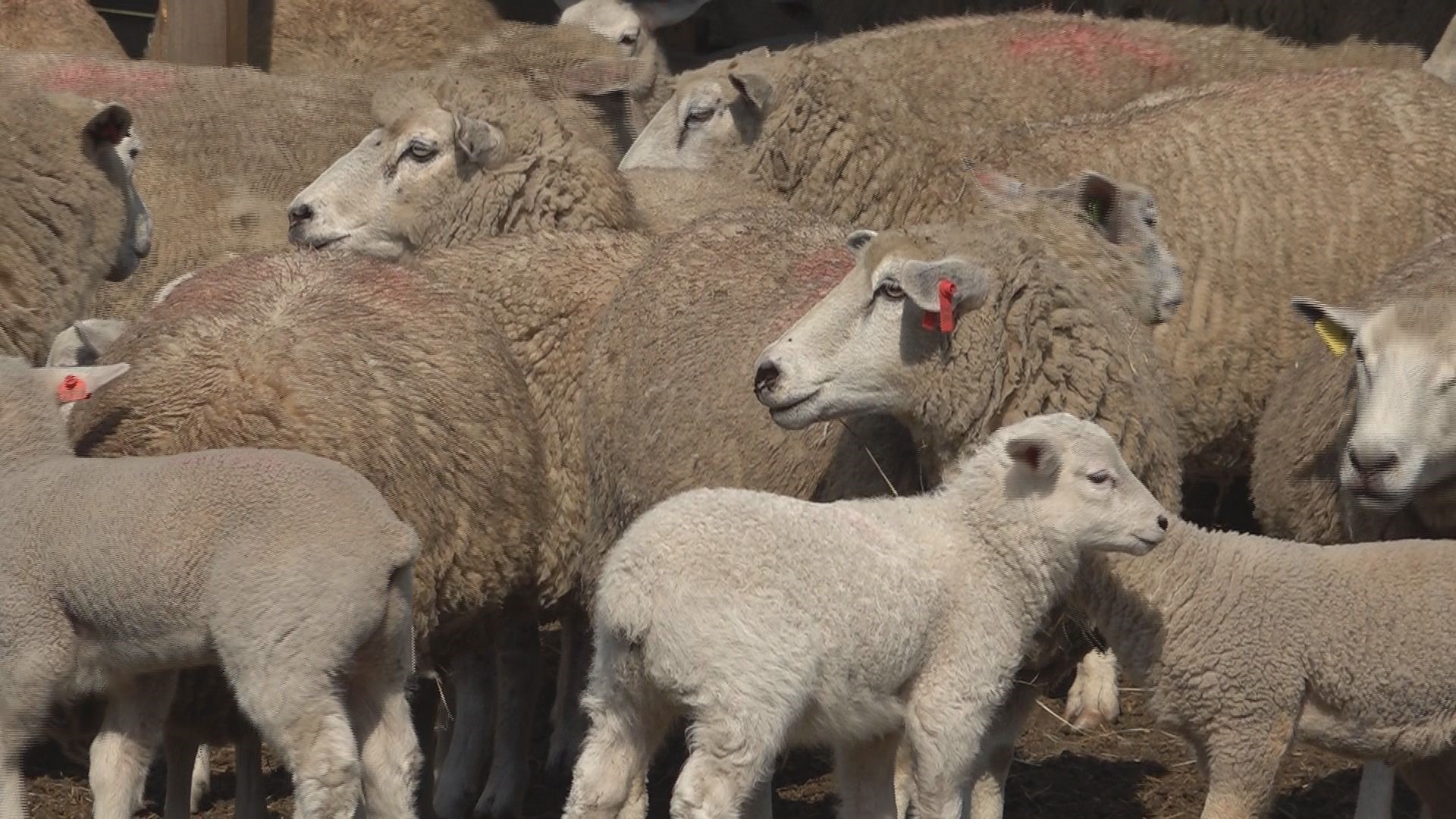 A chance to see sheep sheared up close and personal | wltx.com