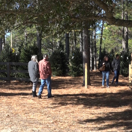 Families return for 39th year as beloved Columbia tree lot sells out ...