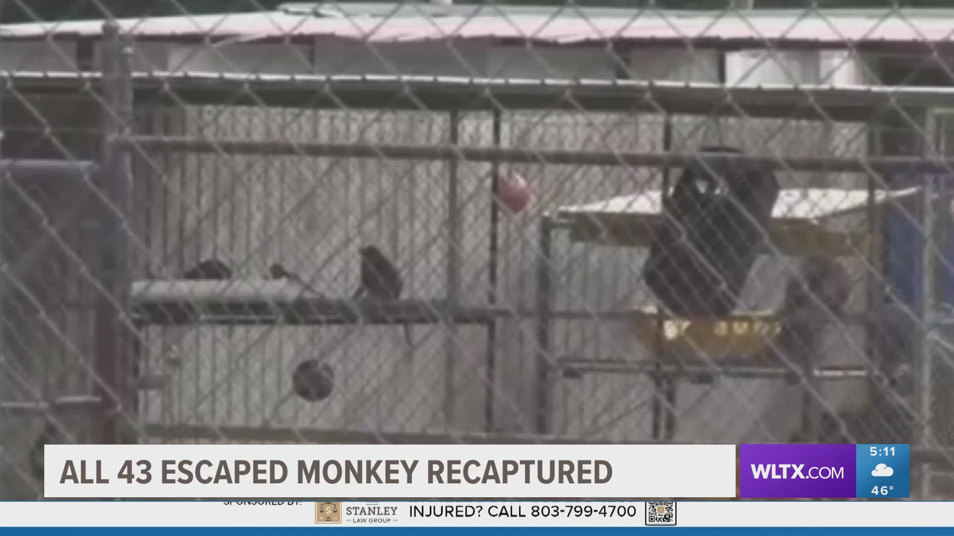 All 43 escaped monkeys from a Yemassee research facililty captured | wltx.com