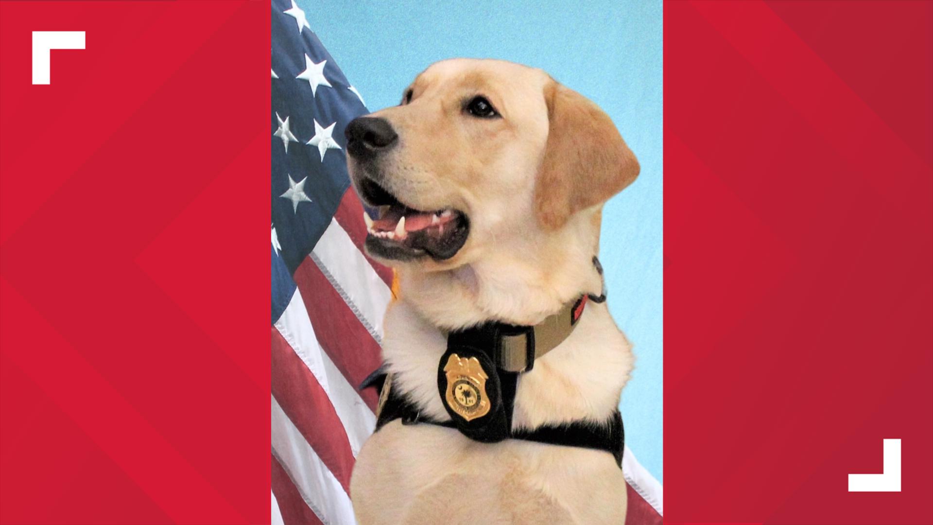K-9 Chip marks 50th arrest in sex offender investigations | wltx.com