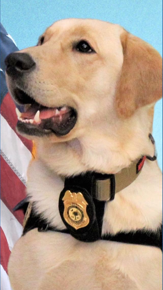 K-9 Chip marks 50th arrest in sex offender investigations | wltx.com
