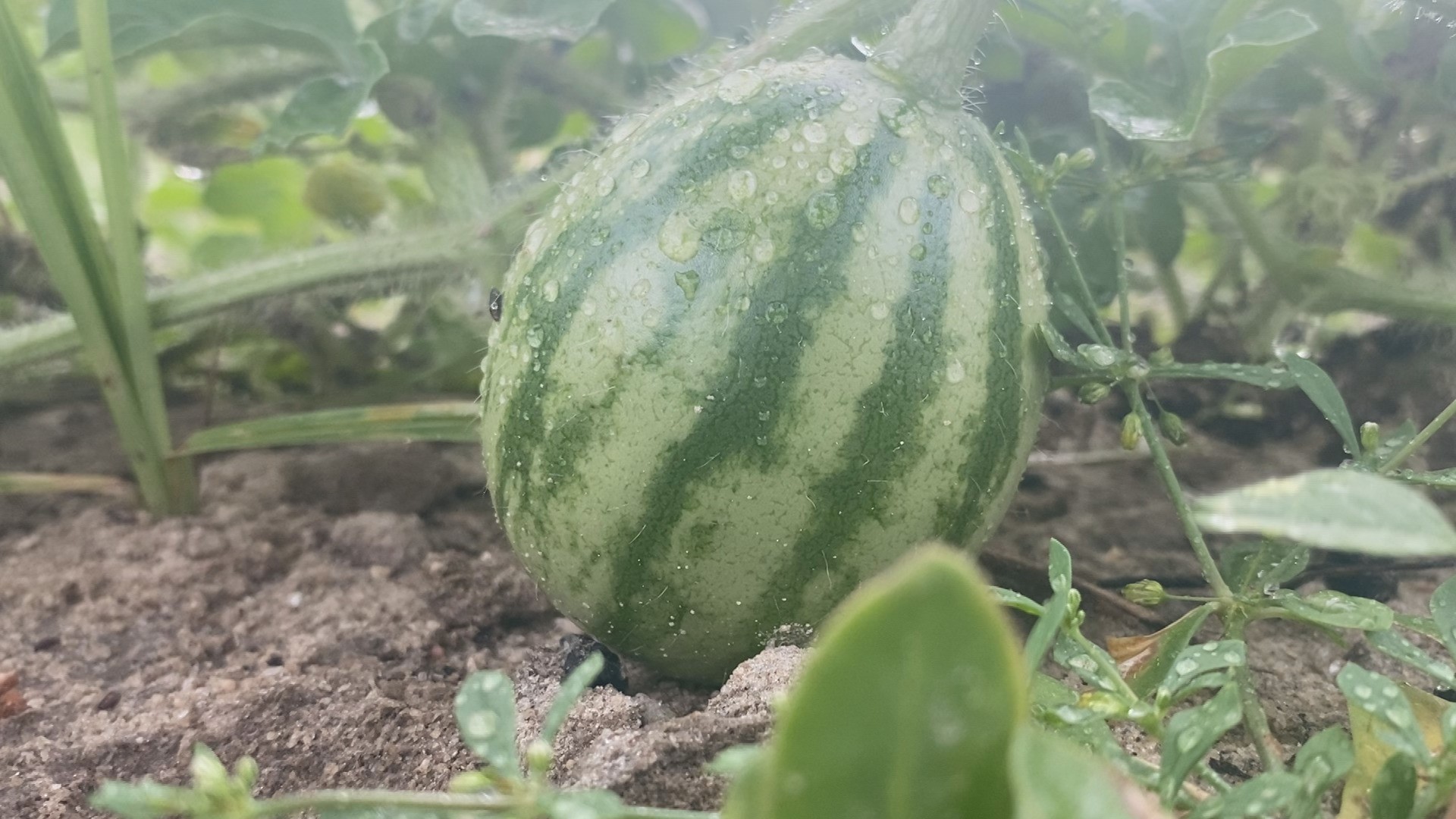 2025 South Carolina Watermelon Queen offers healthy summer snack ...